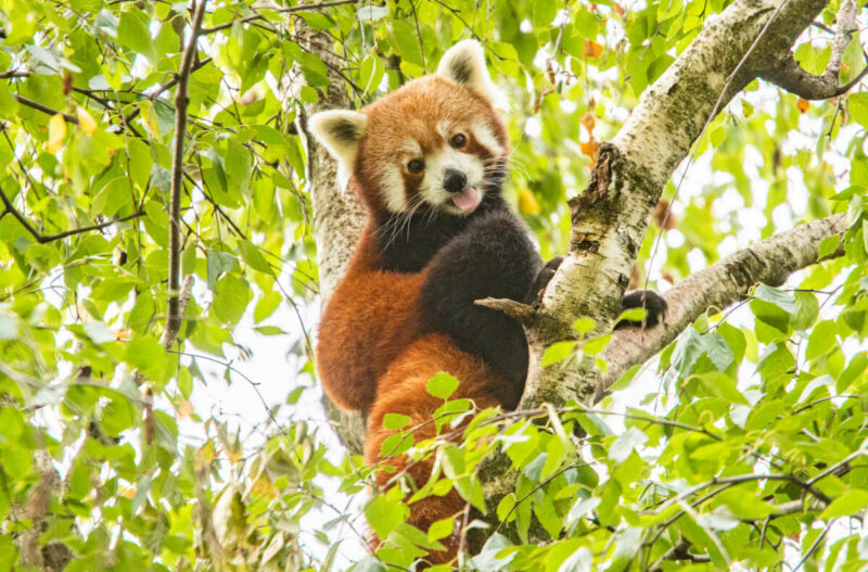 Volume 11: Purr-fecting Your Wastewater Treatment System | BioMicrobics